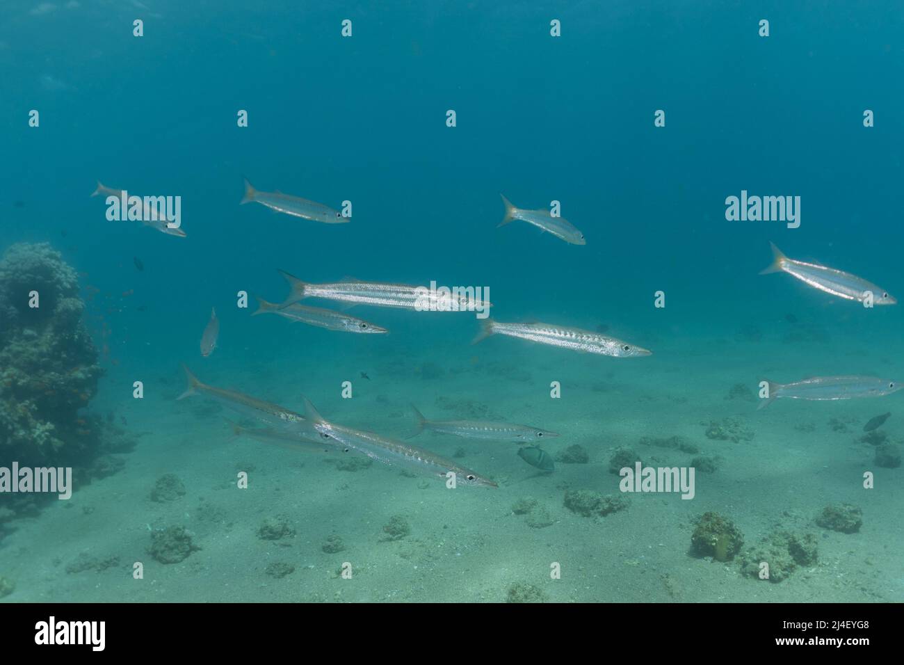 Fish swim in the Red Sea, colorful fish, Eilat Israel Stock Photo - Alamy