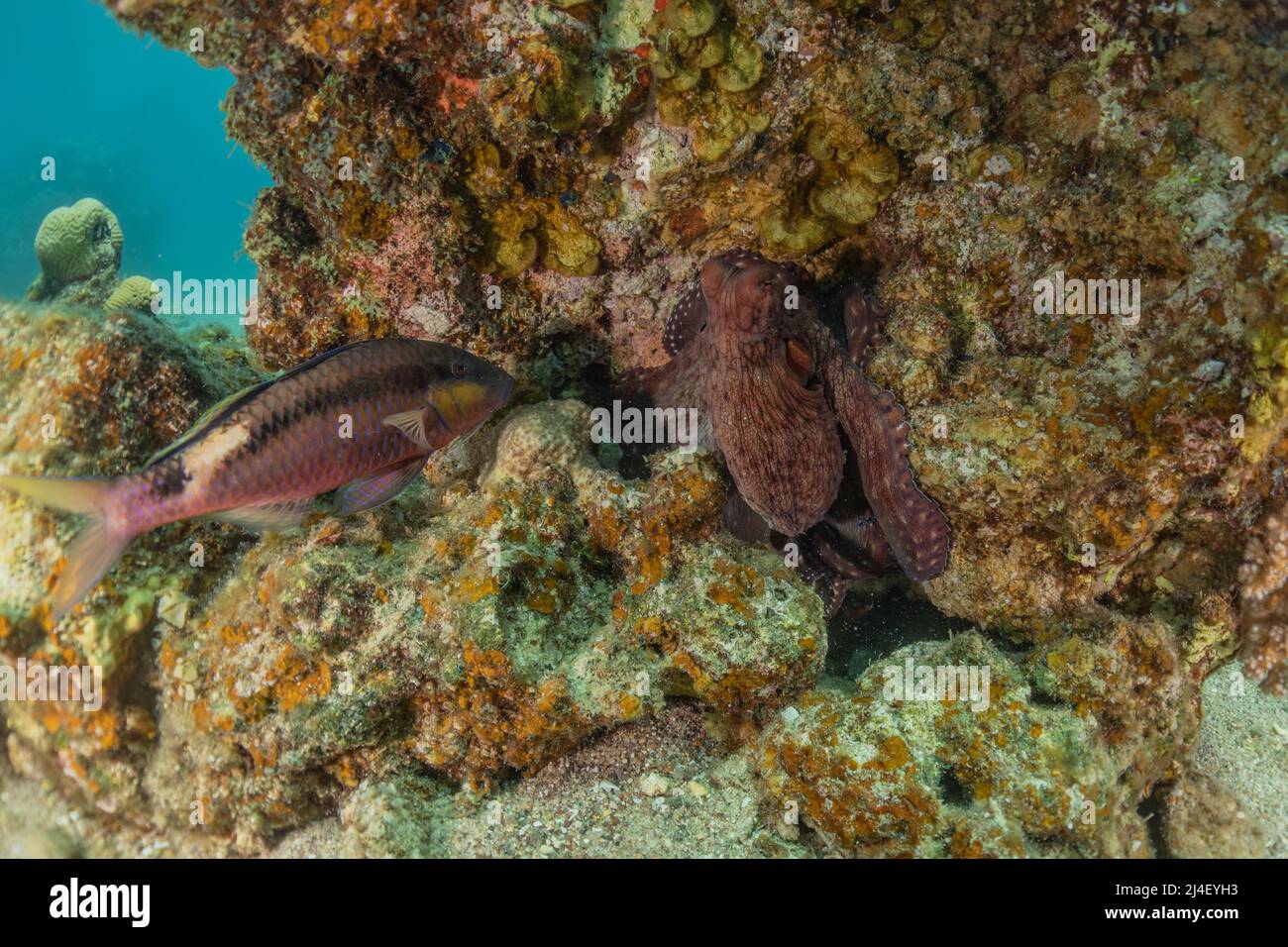 Octopus king of camouflage in the Red Sea, Eilat Israel Stock Photo - Alamy