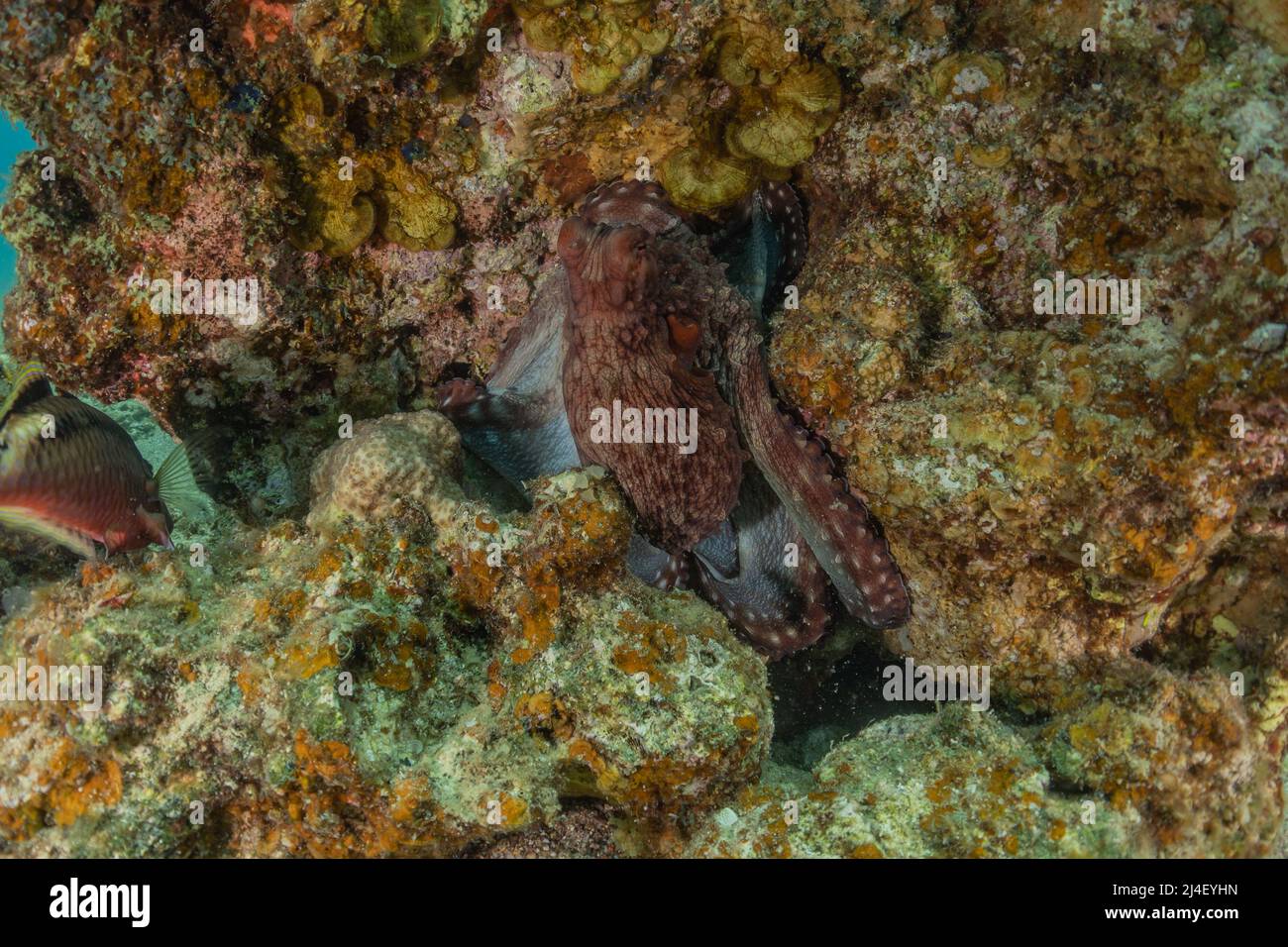 Octopus king of camouflage in the Red Sea, Eilat Israel Stock Photo - Alamy