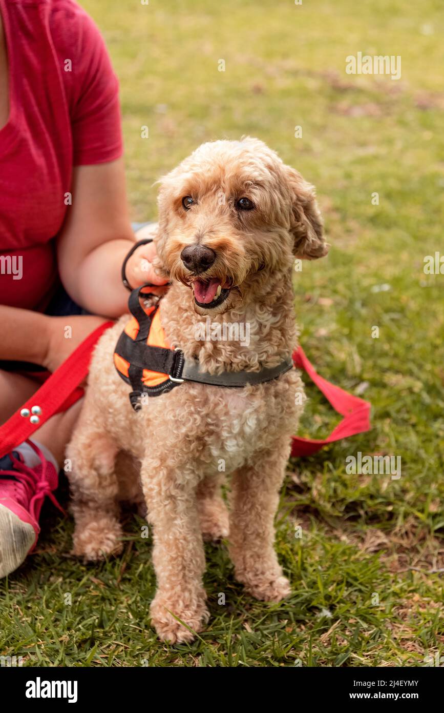 POODLE IN THE PARK. SUNSET. VERTICAL PHOTO. COLOUR.color Stock Photo ...