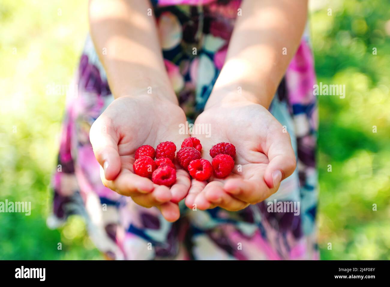 Hand holding fruit basket on hi-res stock photography and images - Alamy