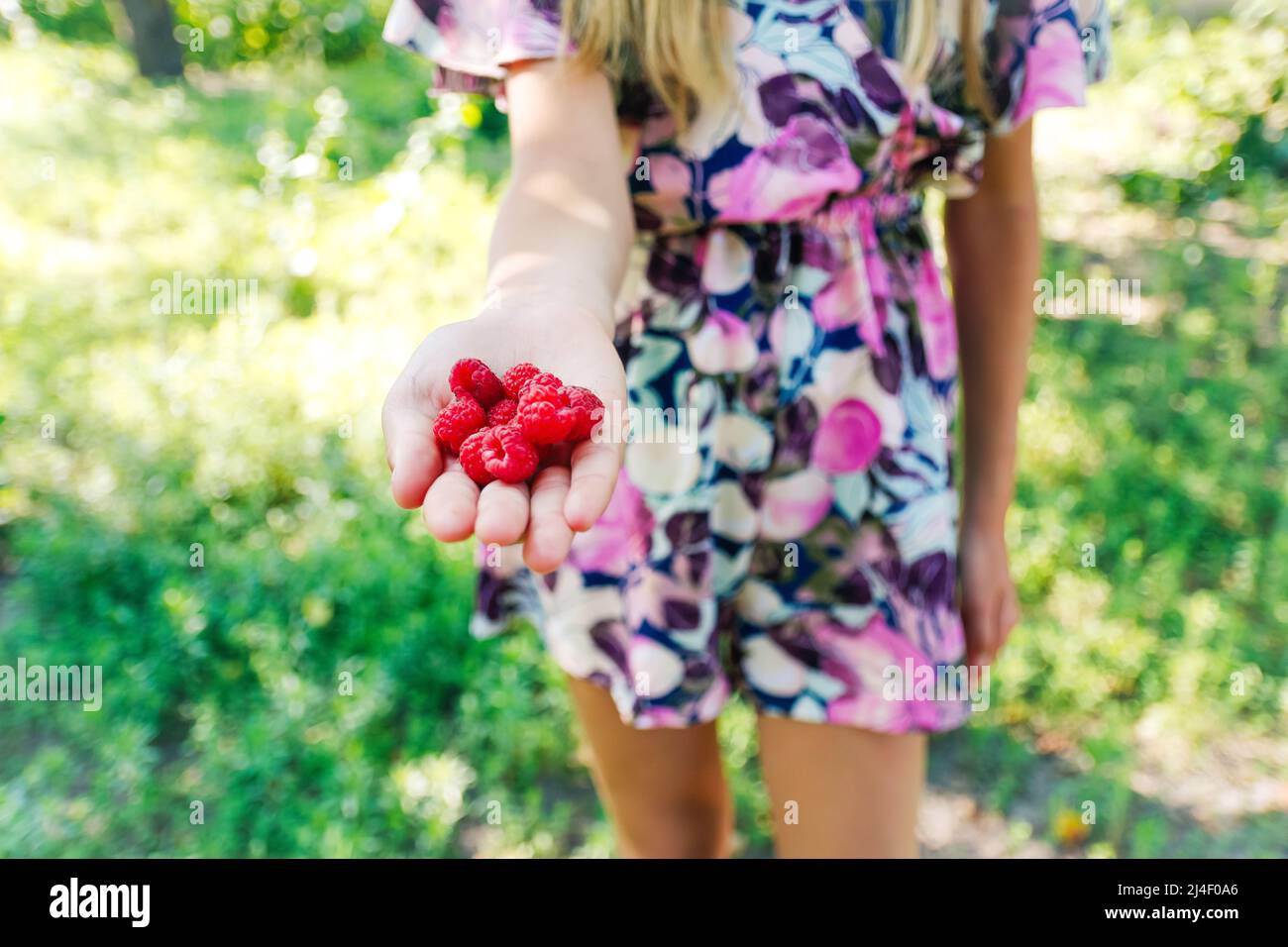Defocus raspberries in hand. Female hands holding fresh red raspberries ...