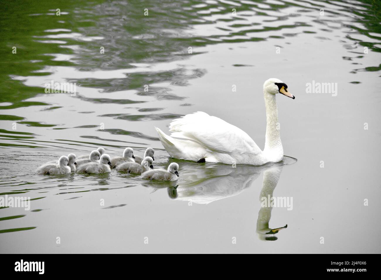ZHENGZHOU, CHINA - APRIL 14, 2022 - Nine fluffy and cute swan babies ...