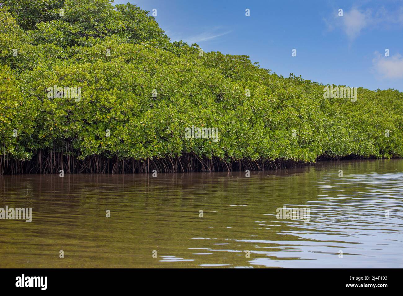A mangrove forest, Rhizopora sp. off the island of Yap, Micronesia ...