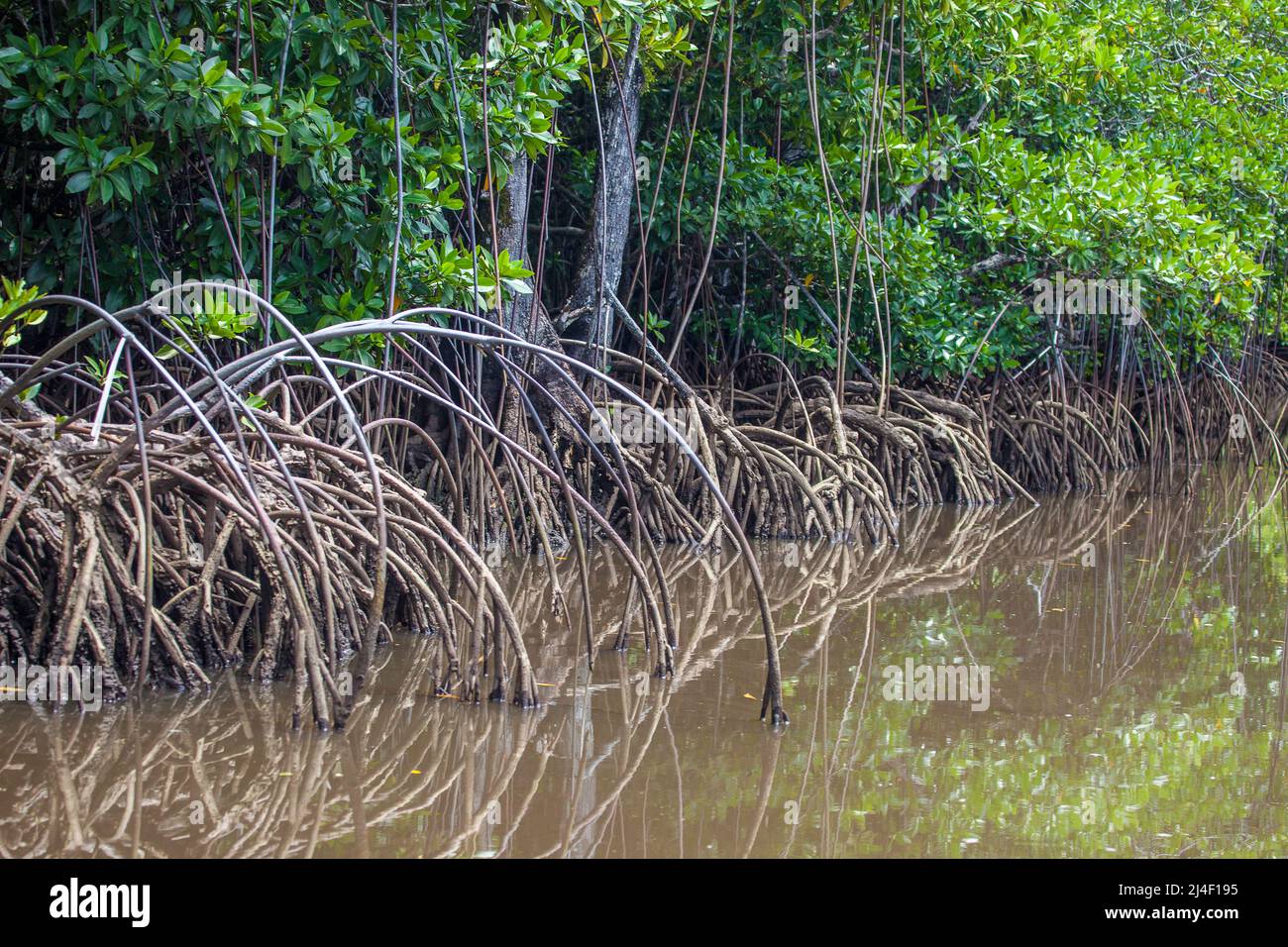 A mangrove forest, Rhizopora sp. off the island of Yap, Micronesia ...