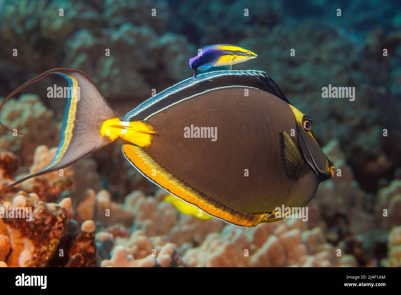 Orangespine surgeonfishes hi-res stock photography and images - Alamy