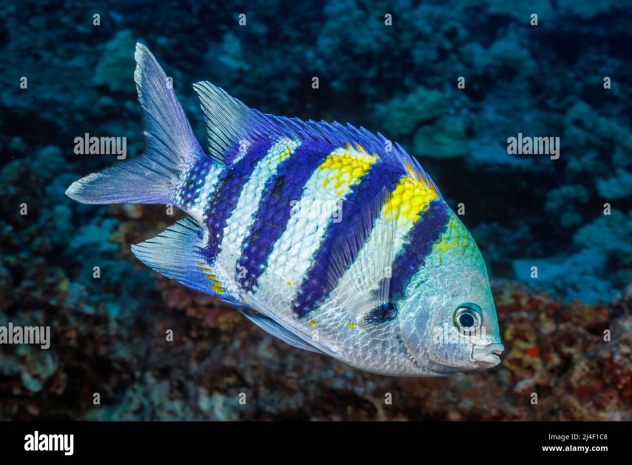 Hawaiian Sergeant Fish