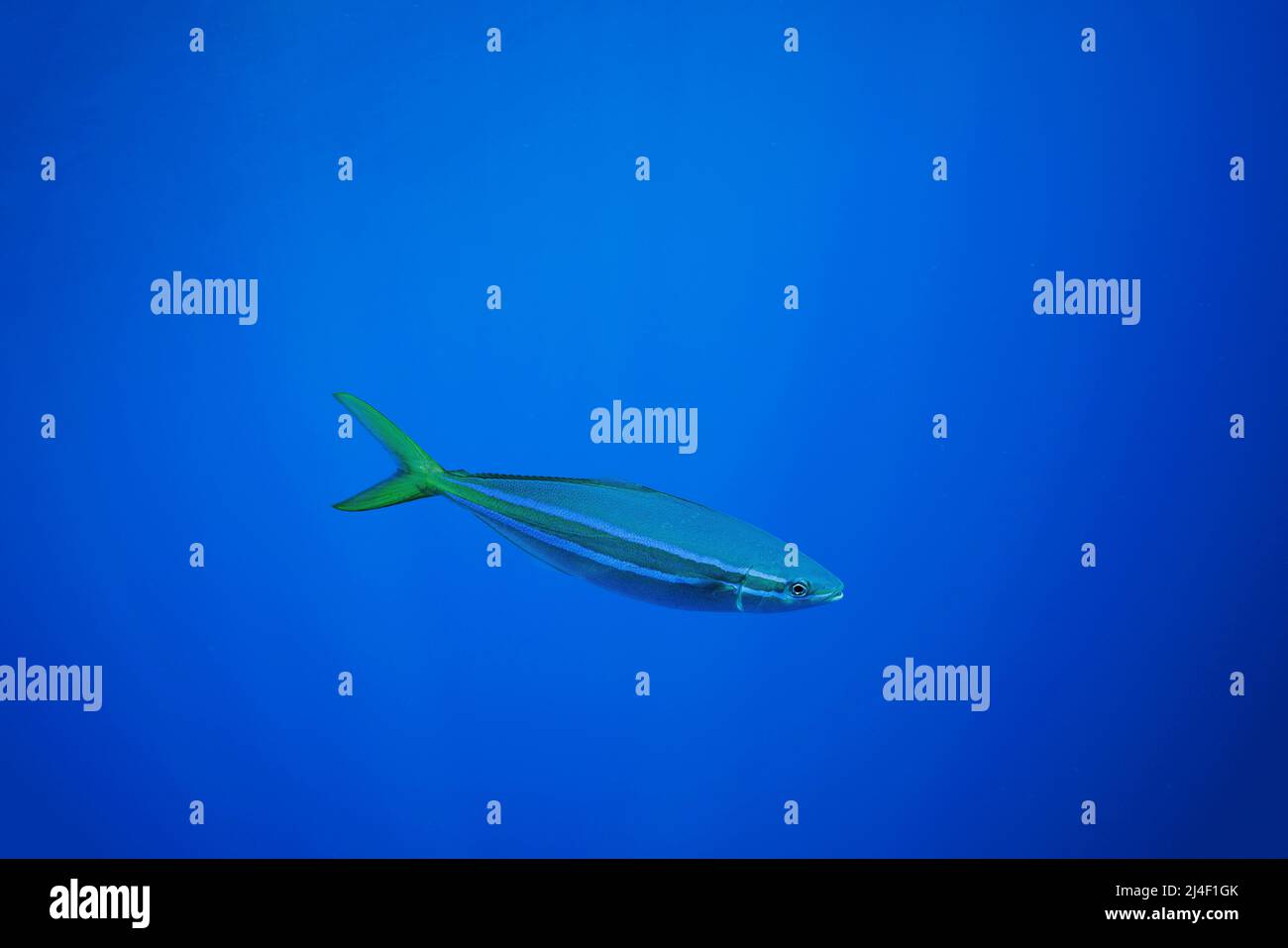 The Rainbow Runner is found in large schools which travel in the first ...