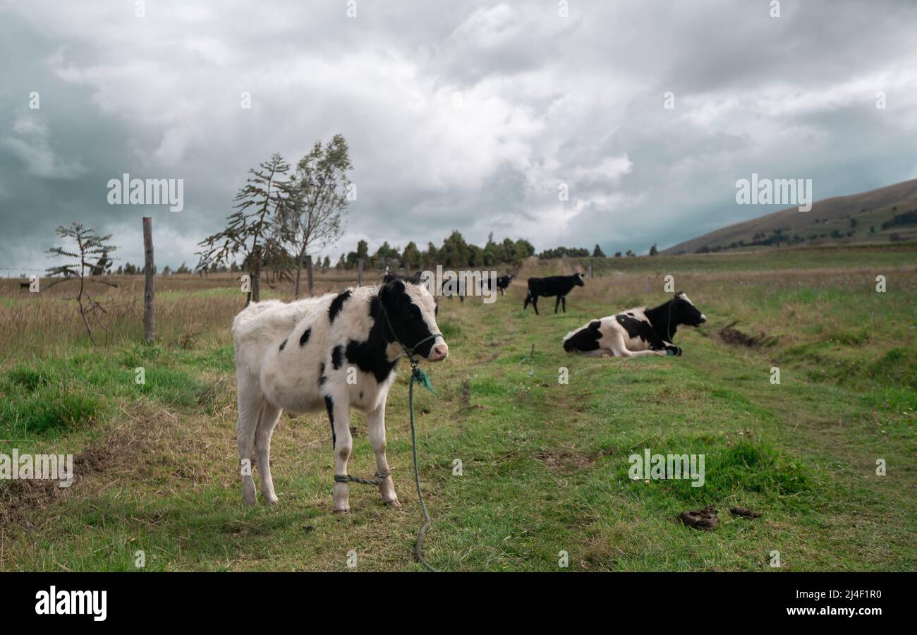 Inside a farm hi-res stock photography and images - Alamy
