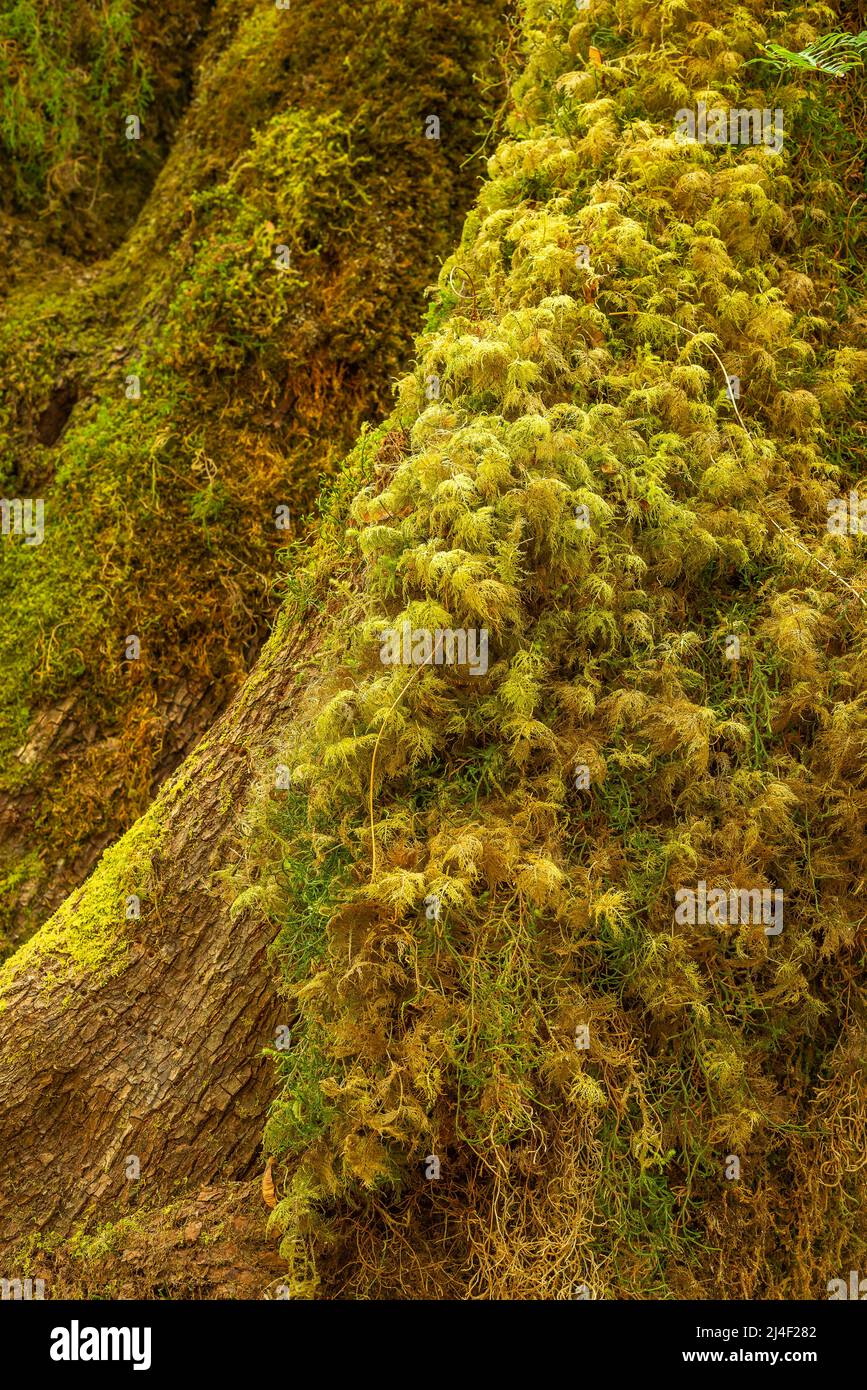 Moss covered trees in the Hoh Rainforest, Olympic National Park ...