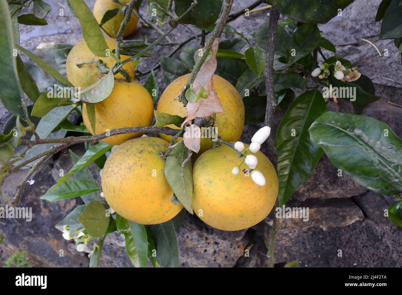 A grove of Spanish citrus oranges growing on trees on a farm in the ...