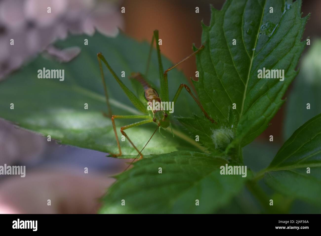 Insekt heuschrecke hi-res stock photography and images - Alamy