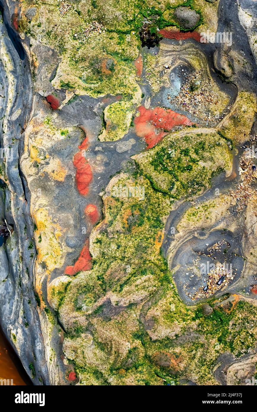 Close-up views of tide pool rocks with unique colors and patterns Stock ...
