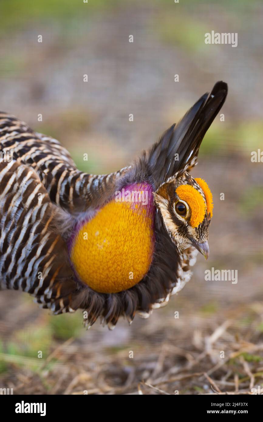 Booming Prairie Chicken Stock Photo - Alamy
