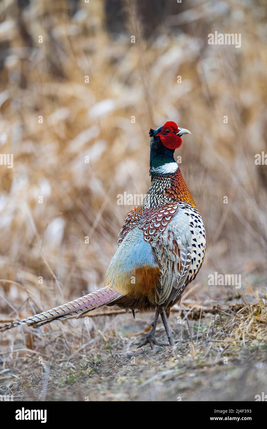 A rooster Pheasant in the spring in South Dakota during the breeding ...