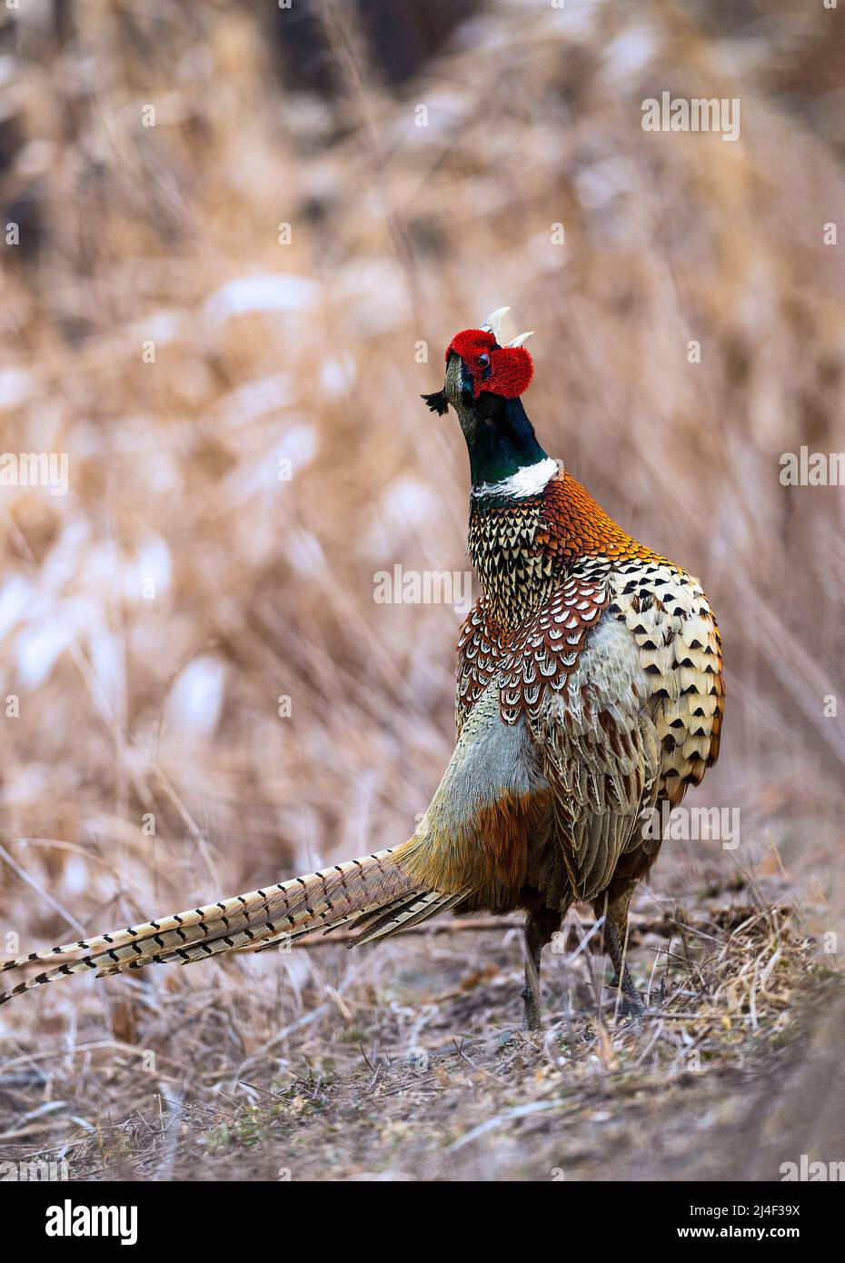 A rooster Pheasant in the spring in South Dakota during the breeding ...