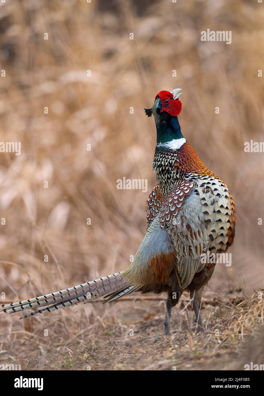 A rooster Pheasant in the spring in South Dakota during the breeding ...