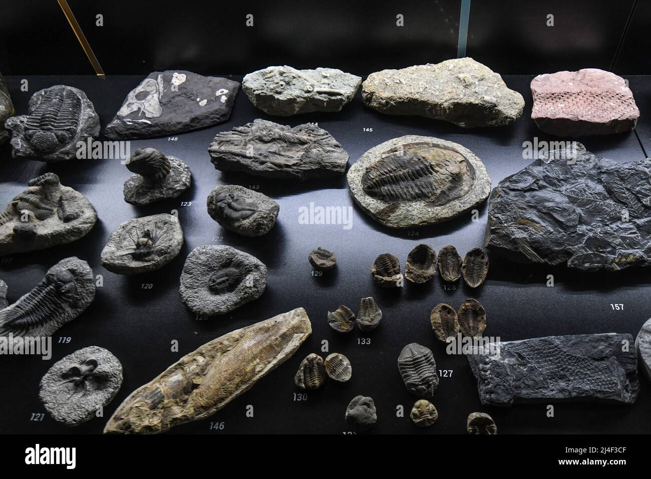 Trilobites hi-res stock photography and images - Alamy