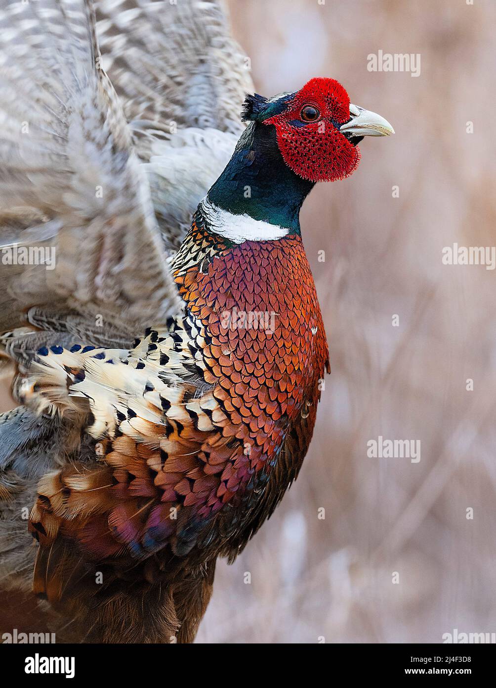 A rooster Pheasant in the spring in South Dakota during the breeding ...