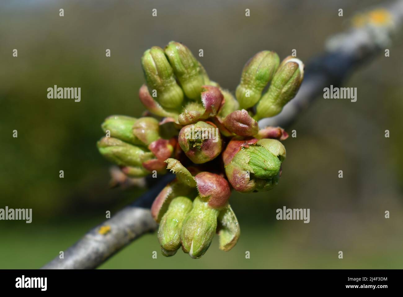 Junge triebe hi-res stock photography and images - Alamy