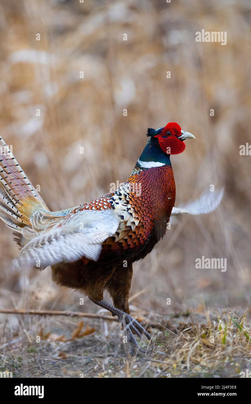 A rooster Pheasant in the spring in South Dakota during the breeding ...