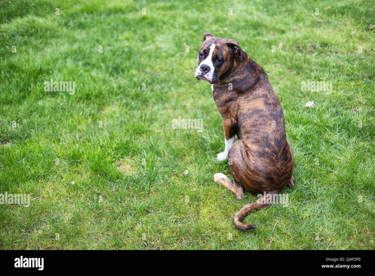 Boxer Dog sitting on grass outside Stock Photo - Alamy