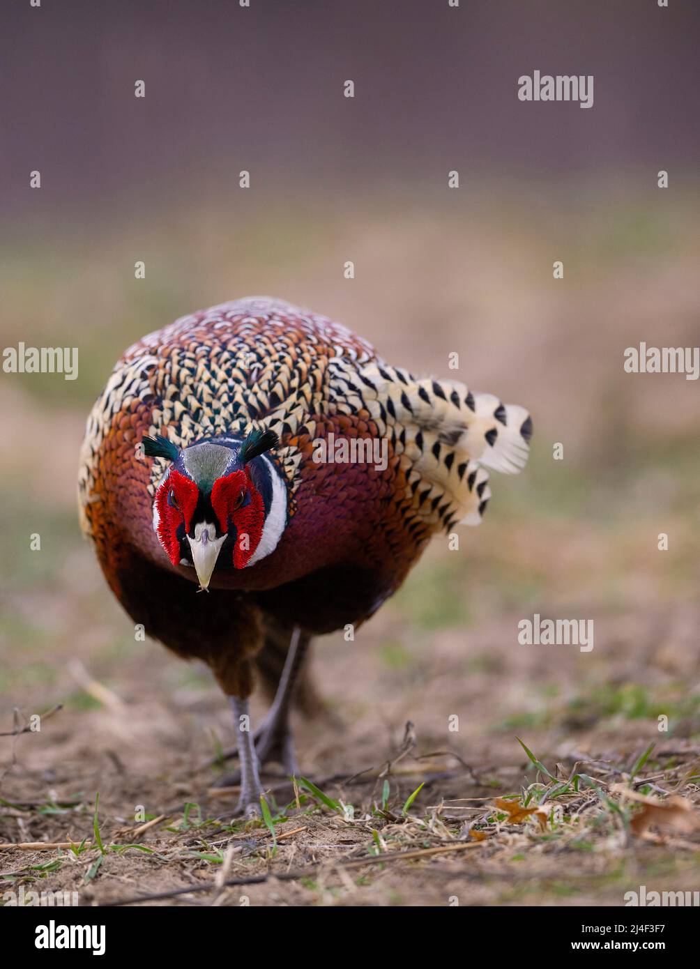 A rooster Pheasant in the spring in South Dakota during the breeding ...