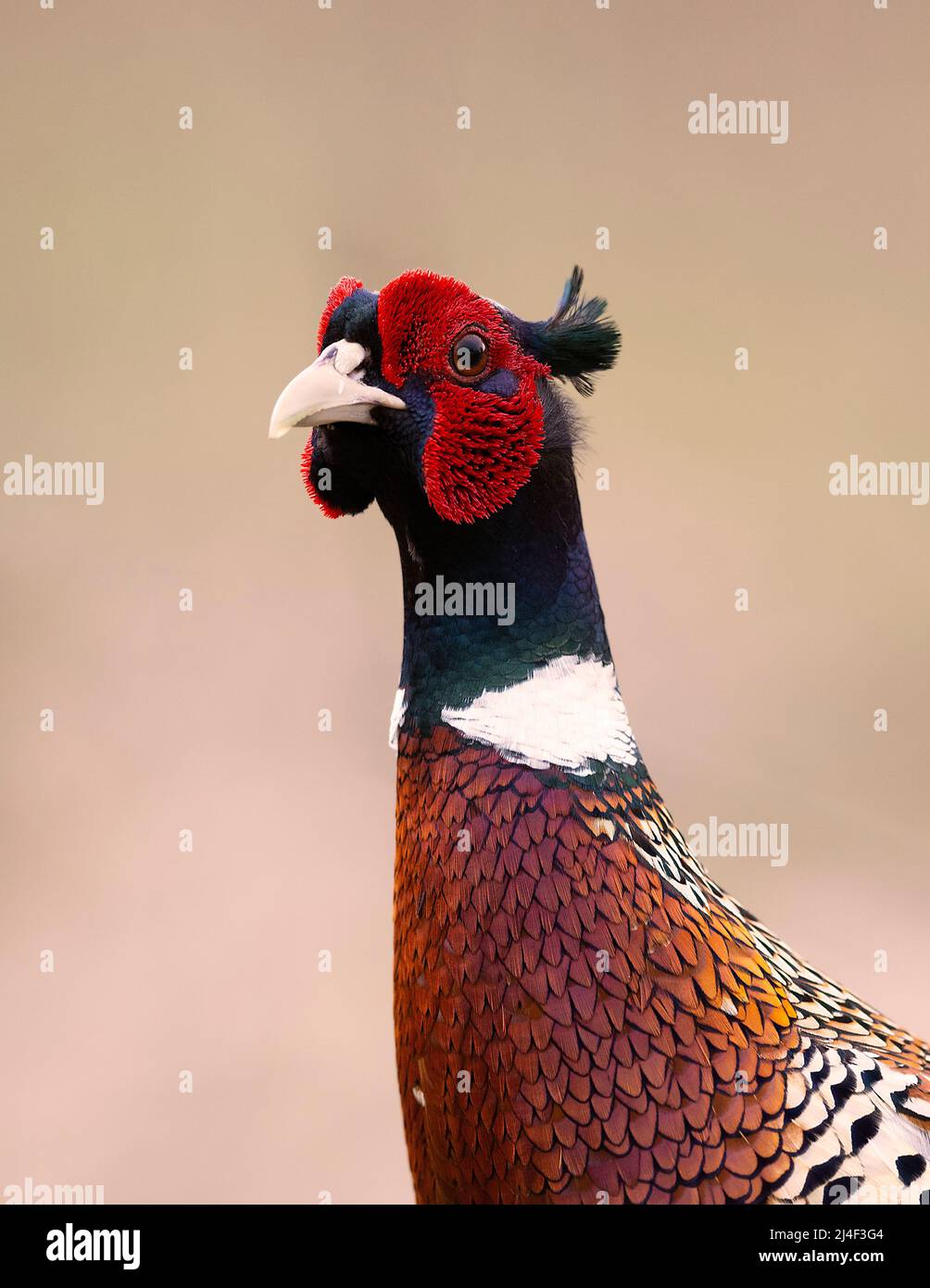 A rooster Pheasant in the spring in South Dakota during the breeding ...