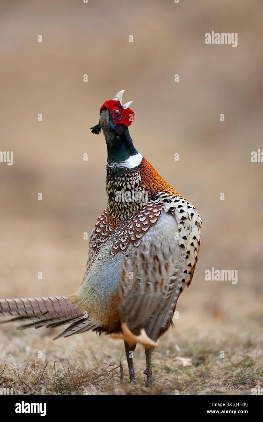 A rooster Pheasant in the spring in South Dakota during the breeding ...