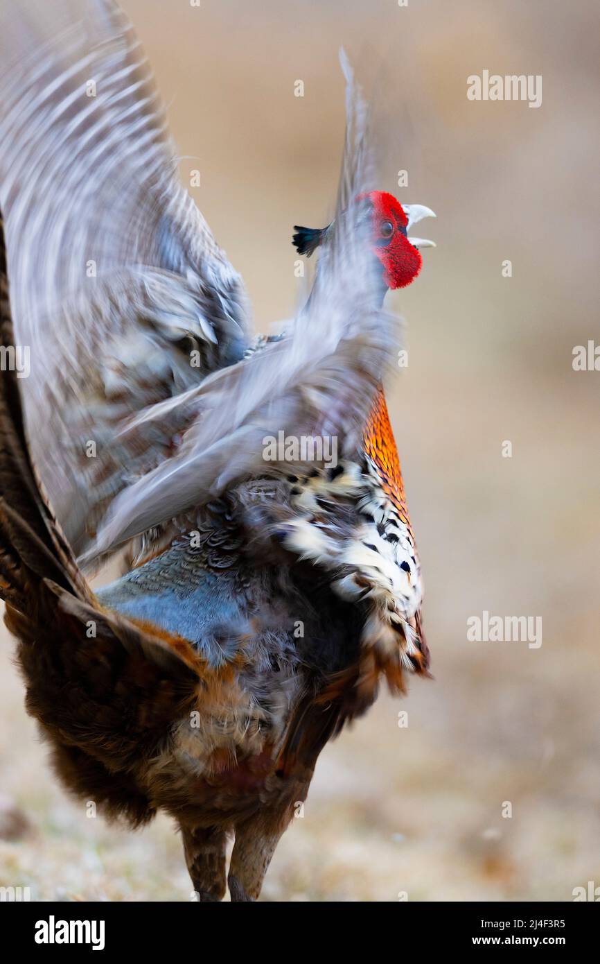 A rooster Pheasant in the spring in South Dakota during the breeding ...