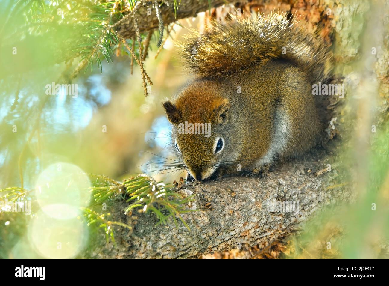 Nap image hi-res stock photography and images - Alamy