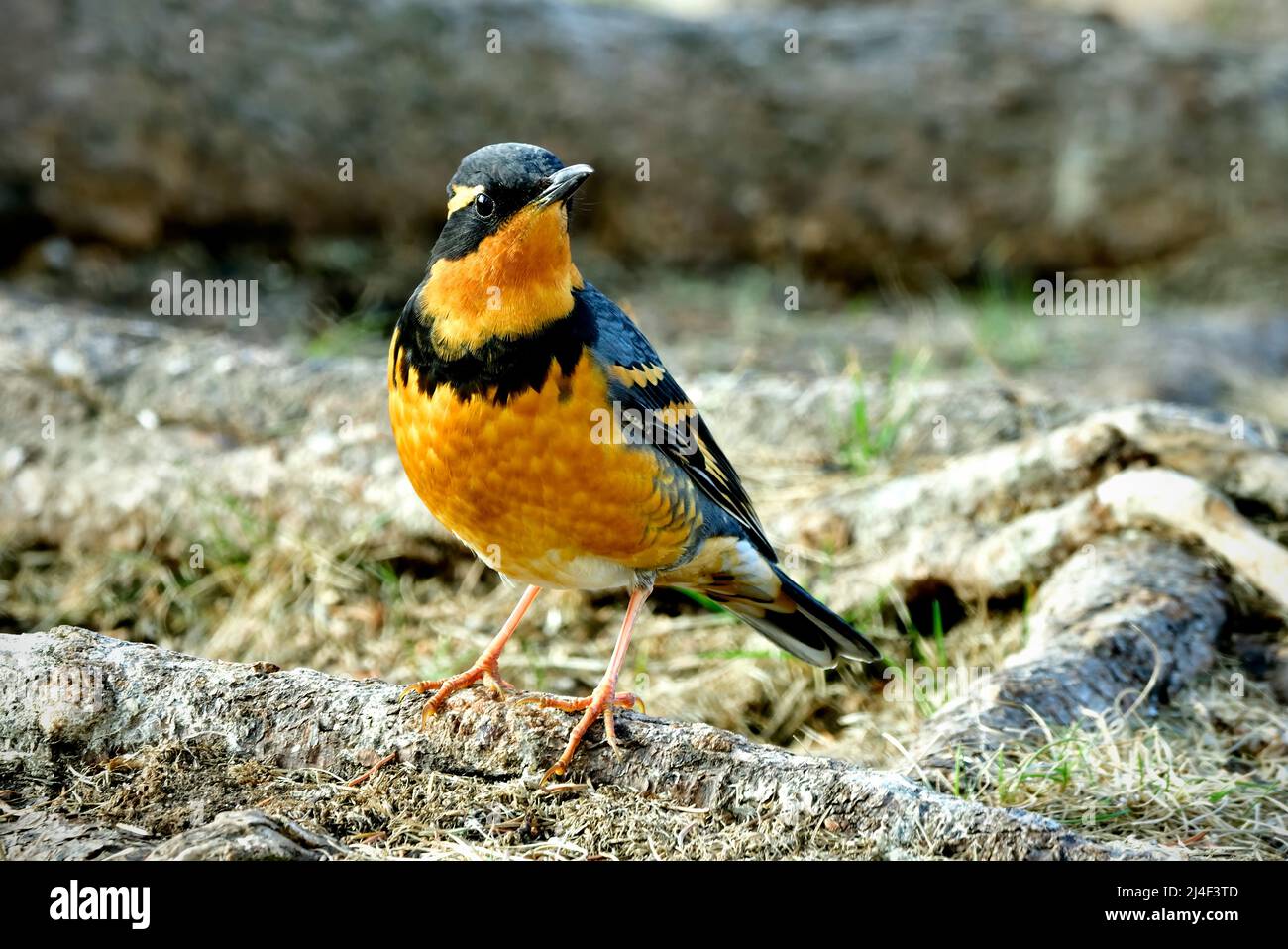 A front view of a Varied Thrush "Ixoreus naevius"; perched on a tree ...