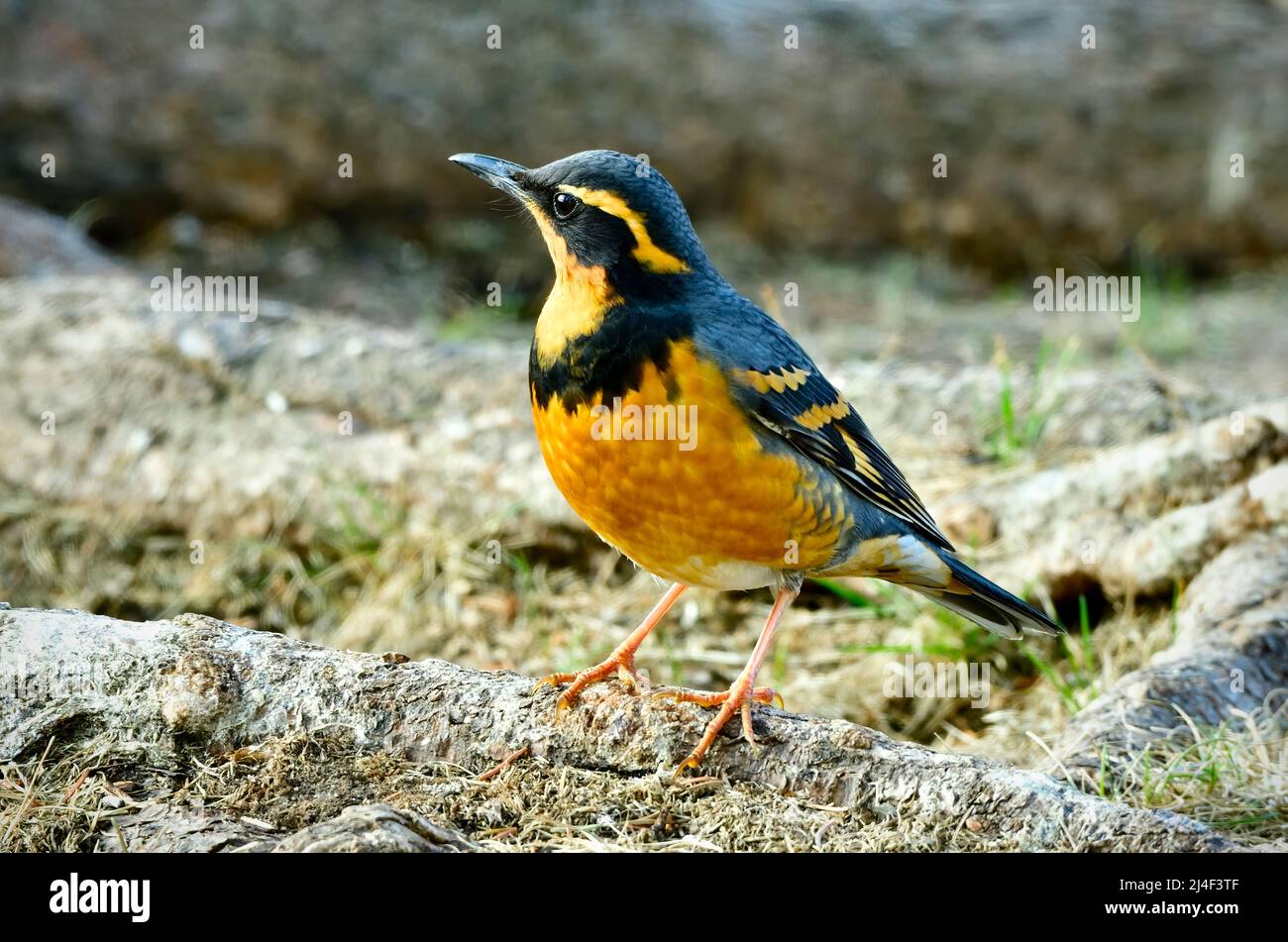 A Varied Thrush "Ixoreus naevius" foraging in rural Alberta Canada ...