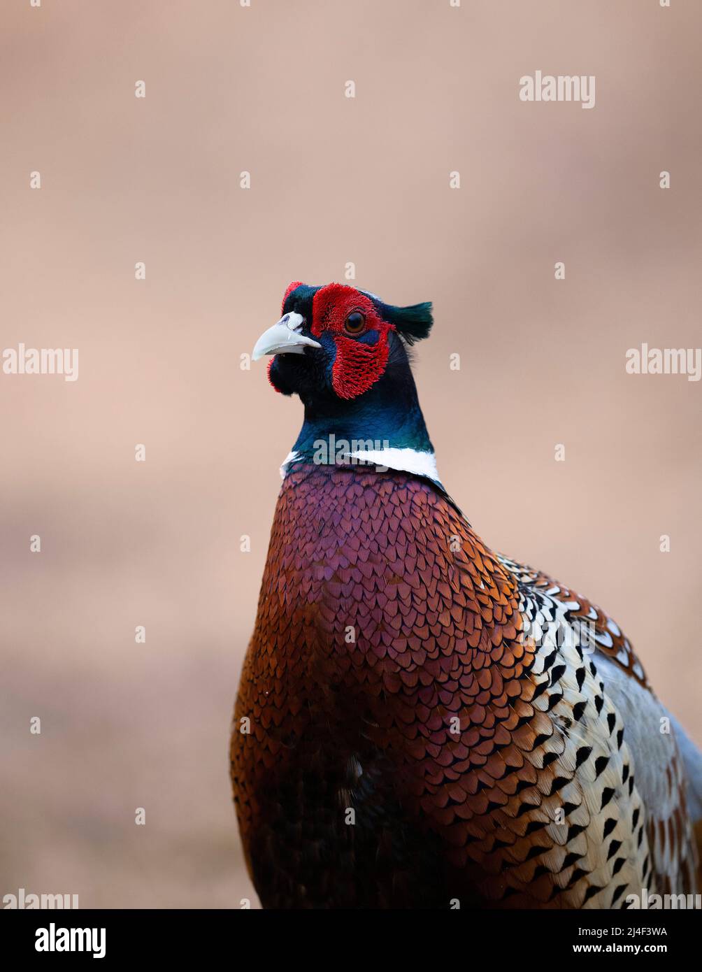 A rooster Pheasant in the spring in South Dakota during the breeding ...