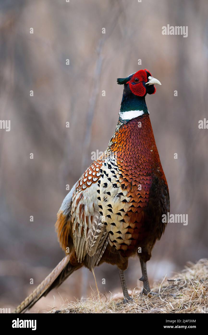 A rooster Pheasant in the spring in South Dakota during the breeding ...