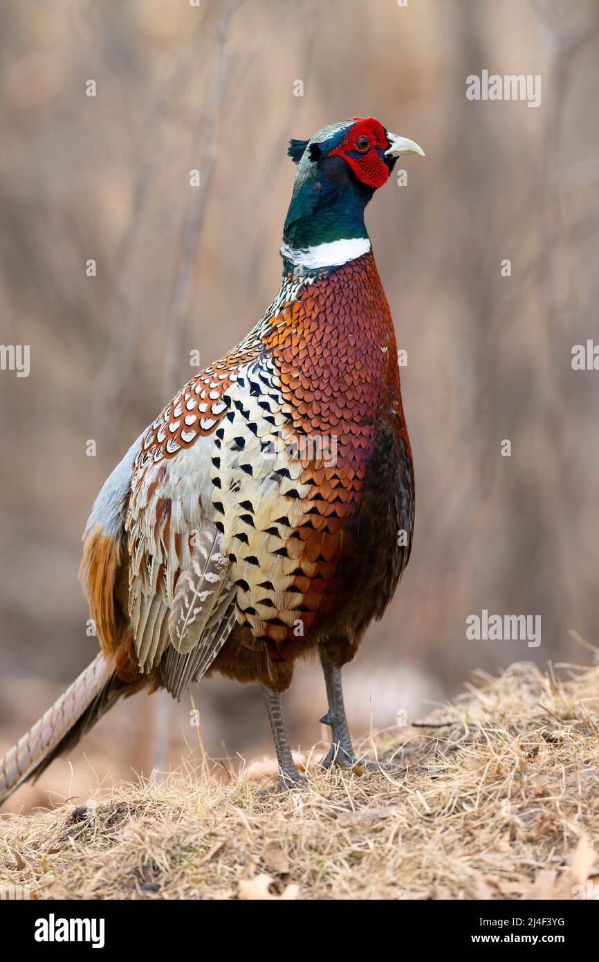 A rooster Pheasant in the spring in South Dakota during the breeding ...