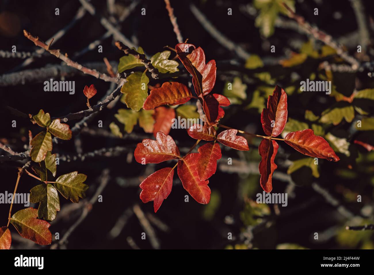 Poison oak leaves close-up, dangerous plant Stock Photo - Alamy
