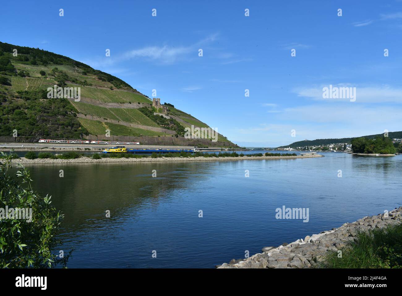 Ringelnatter wald hi-res stock photography and images - Alamy