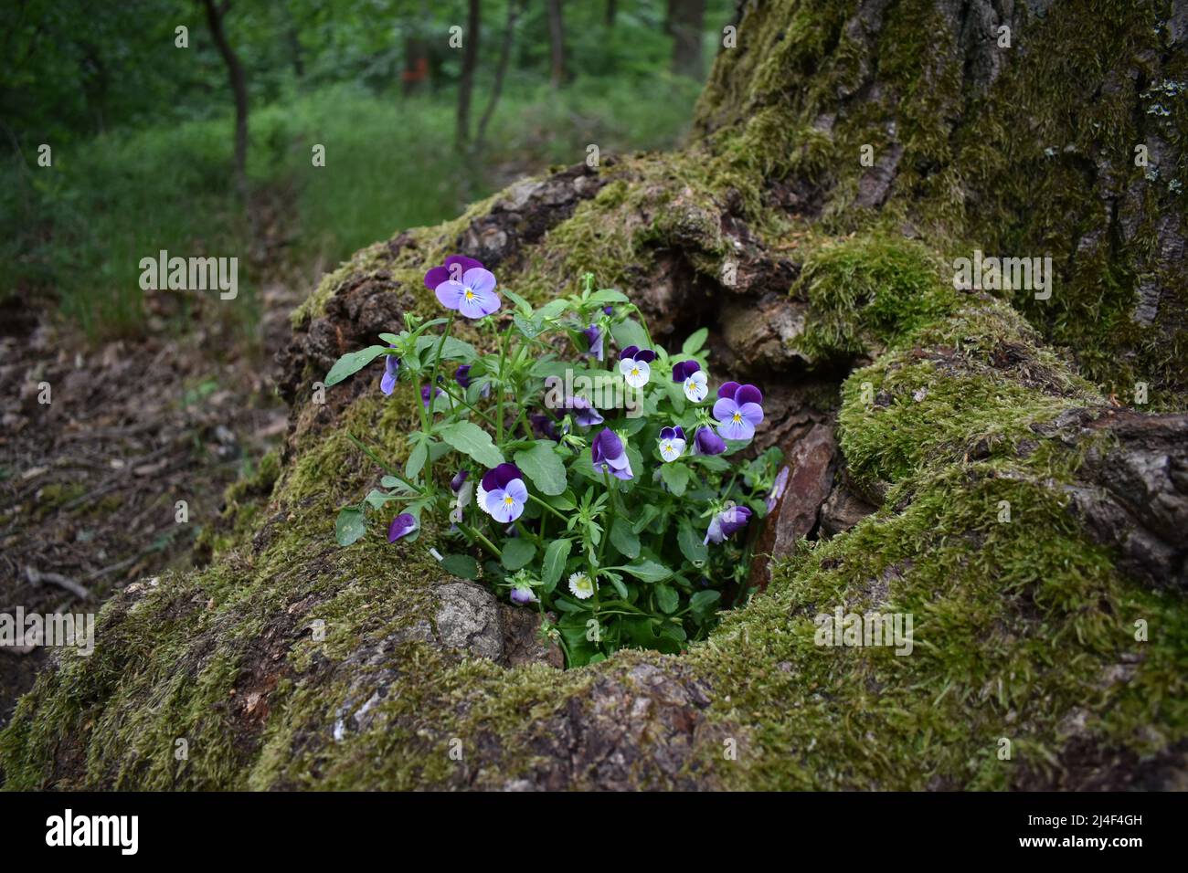 Baumhöhle hi-res stock photography and images - Alamy