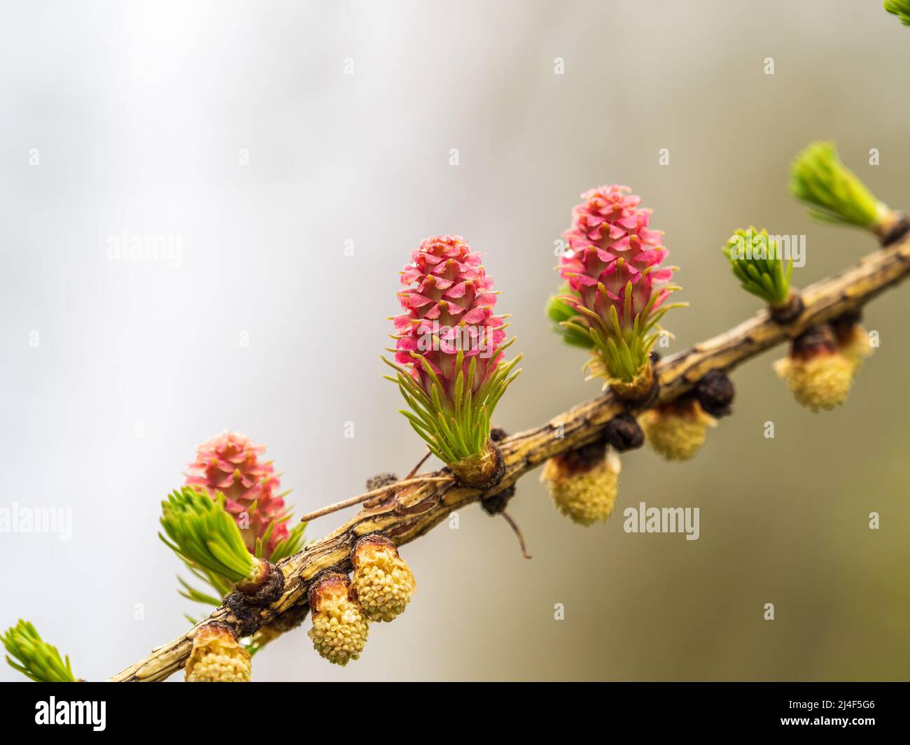 Larch tree fresh pink cones blossom at spring on nature background ...