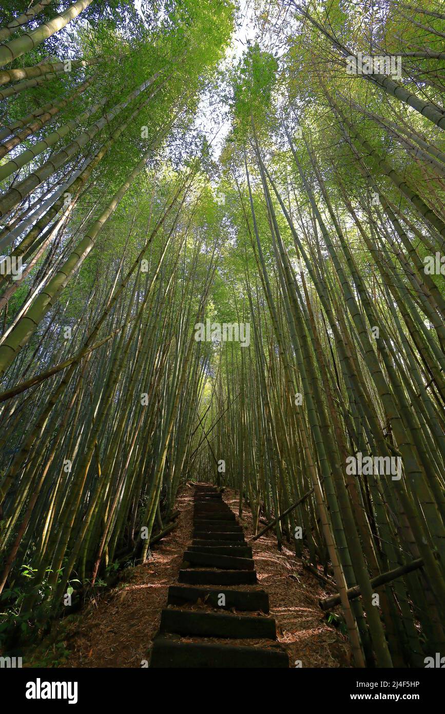 Trail of tea in Alishan National Forest Recreation Area, situated in ...