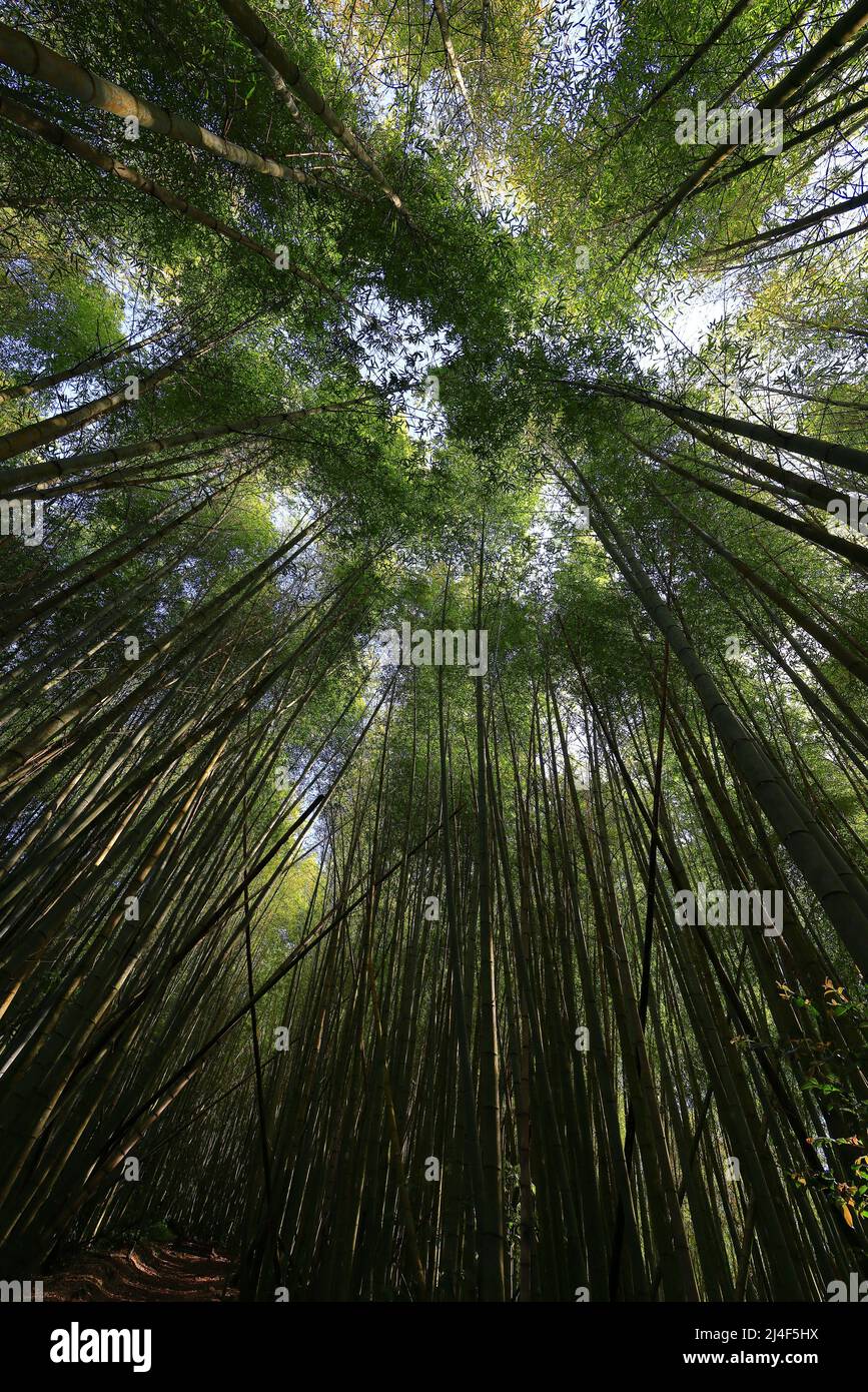 Trail of tea in Alishan National Forest Recreation Area, situated in ...