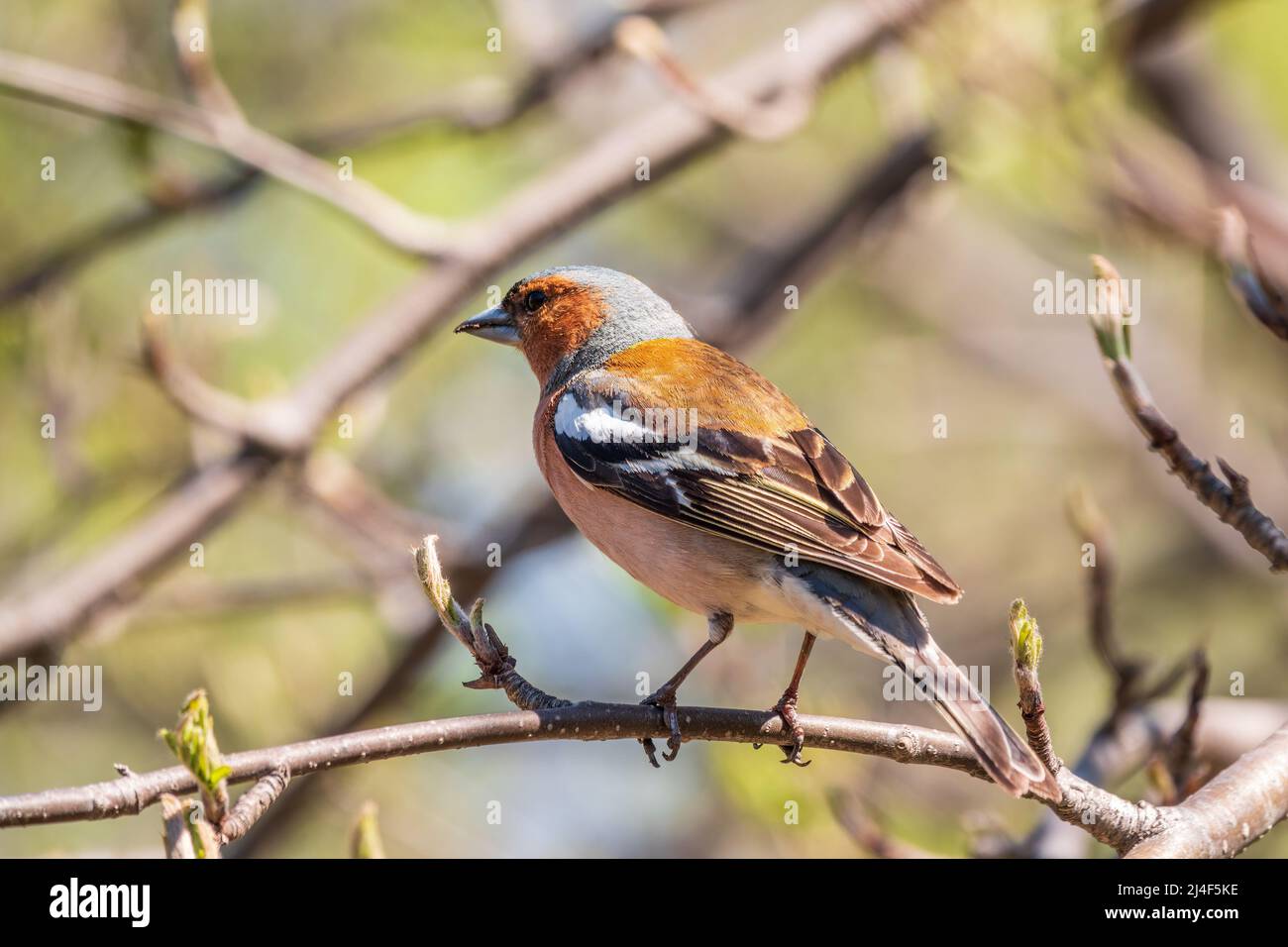 Common chaffinch sits on a branch in spring on green background ...