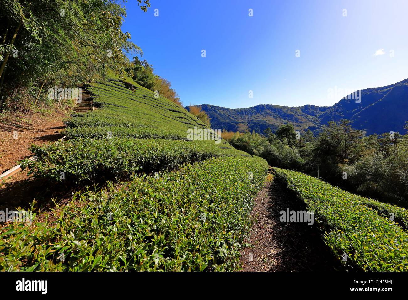 Trail of tea in Alishan National Forest Recreation Area, situated in ...