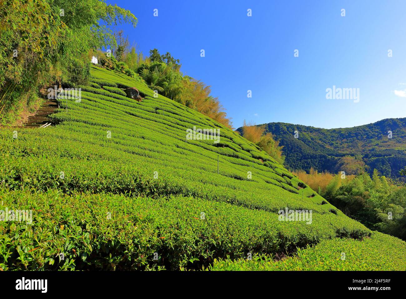 Trail of tea in Alishan National Forest Recreation Area, situated in ...