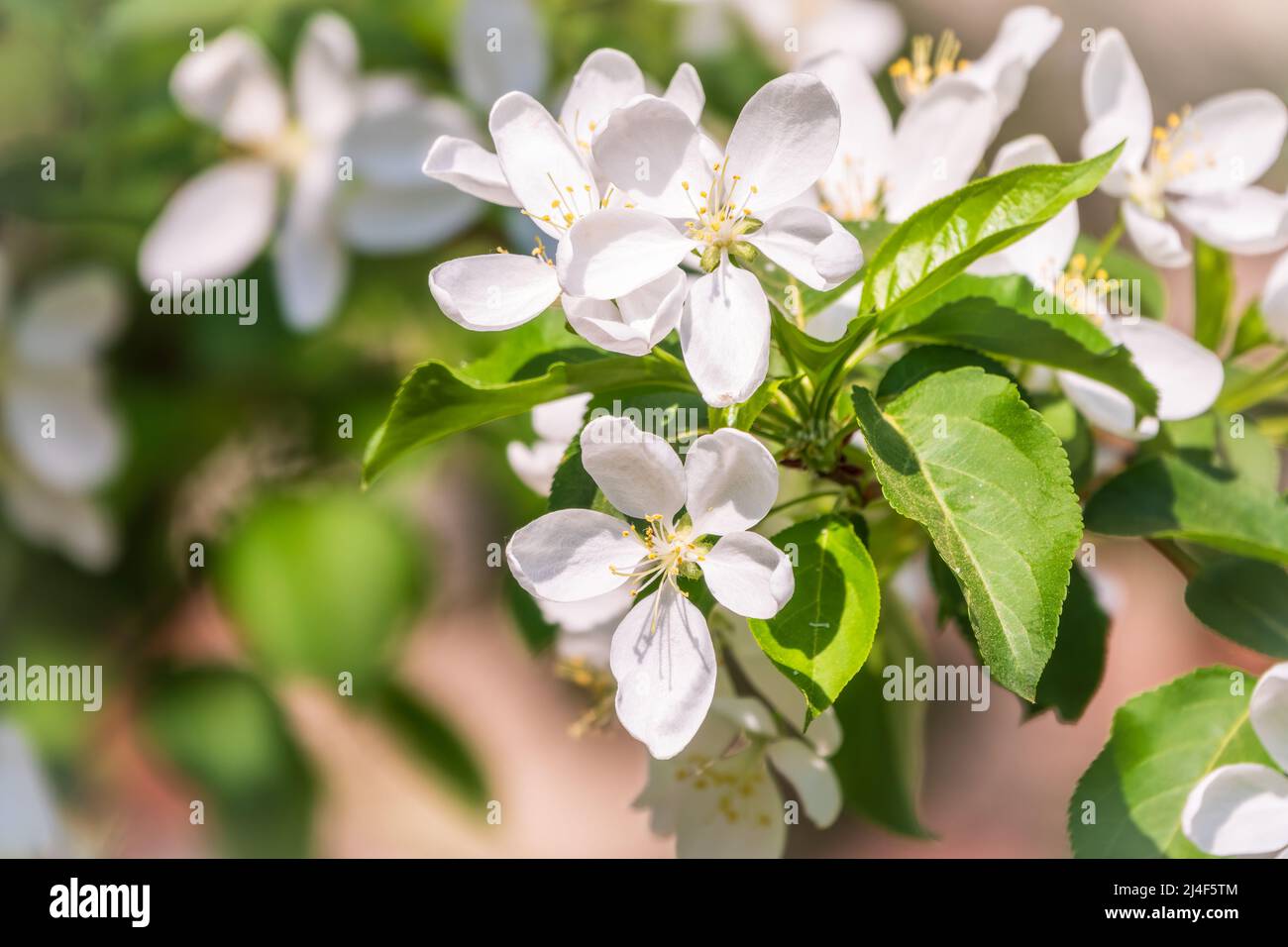 White blossoming apple trees. White apple tree flowers. Spring season ...
