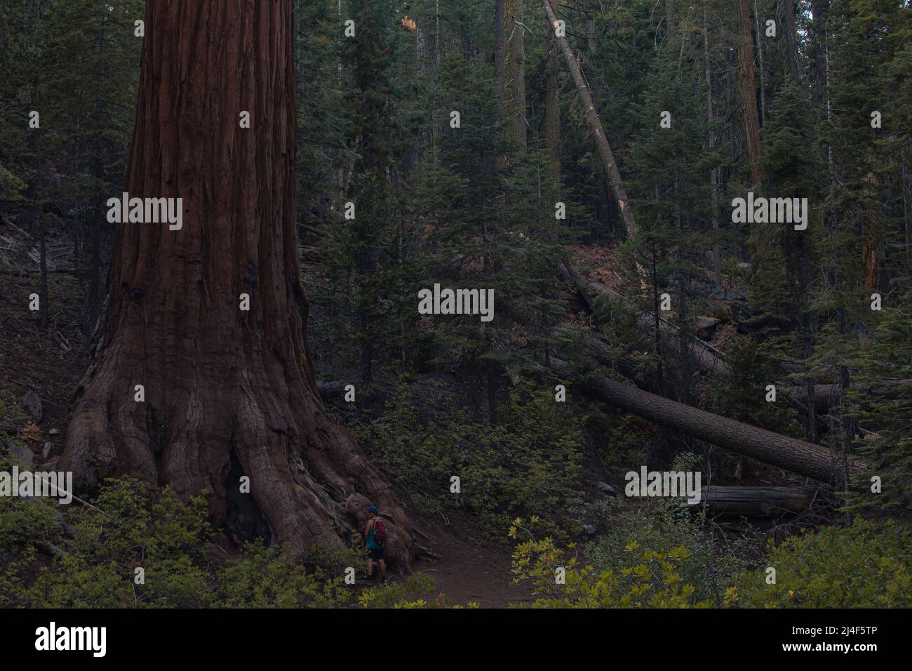 Autumnal natural landscape from Yosemite National Park, California ...