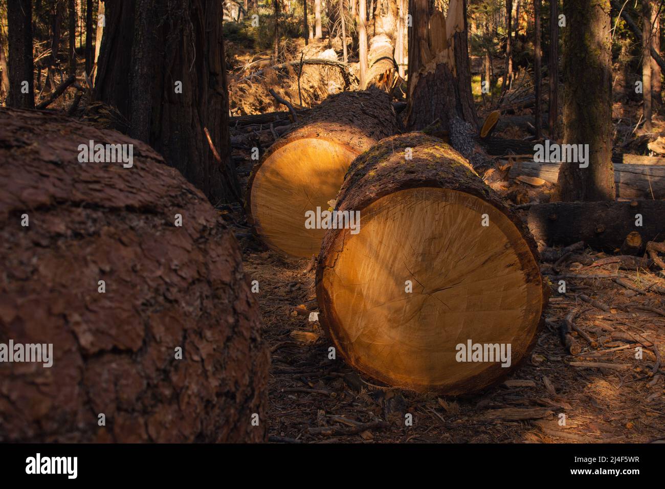 Autumnal natural landscape from Yosemite National Park, California ...