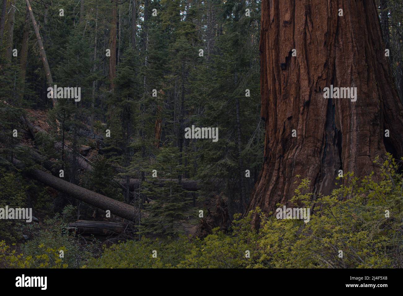 Autumnal natural landscape from Yosemite National Park, California ...