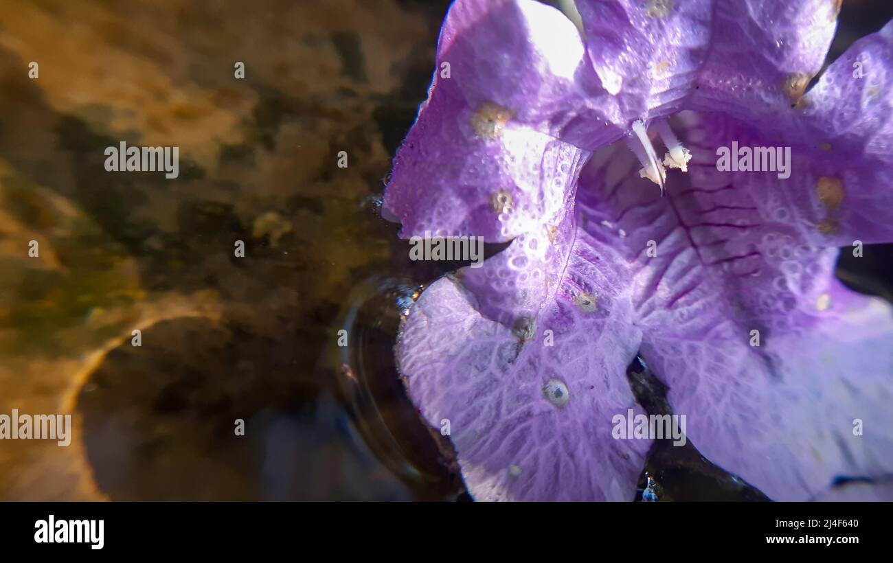 Exotic purple flower over water. Its common name is two headed ...